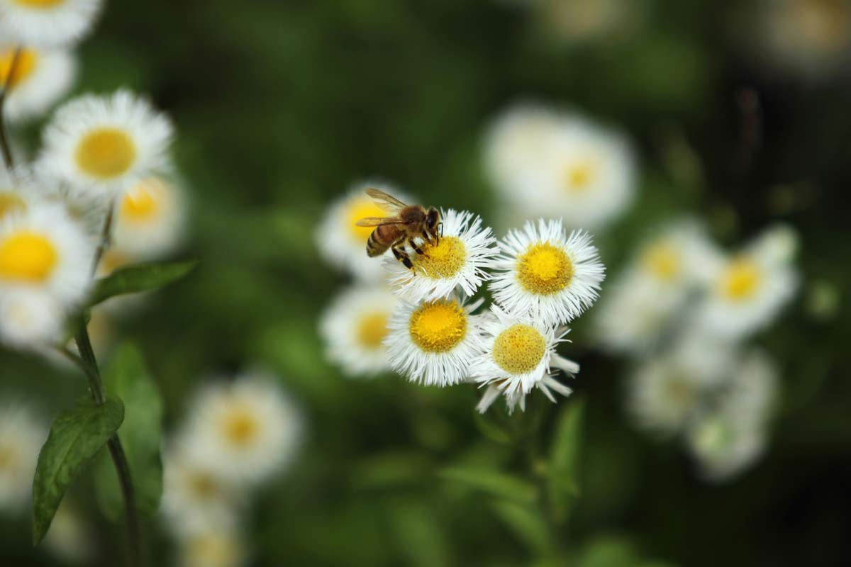 How To Attract Bees To Your Garden - A Guide