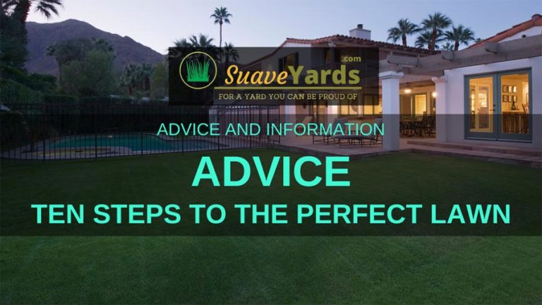 10 Steps to the Perfect Lawn: Elevate Your Home the Environment