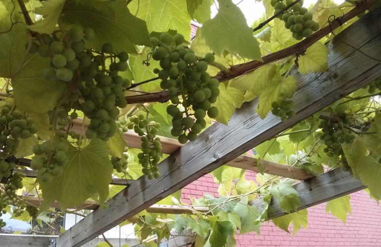 How to Make a Backyard Vineyard: 5 (Surprisingly) Easy Steps