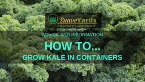 How to Grow Kale in Containers: A Step-by-Step Guide