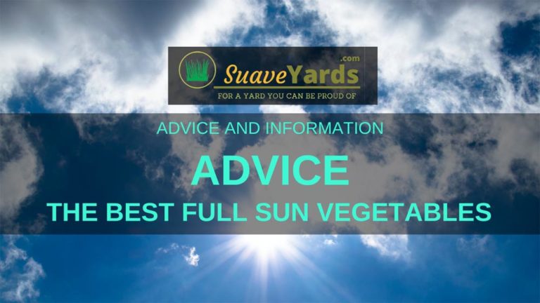 10 of the Best Full-Sun Vegetables to Plant in Your Garden (Revealed)