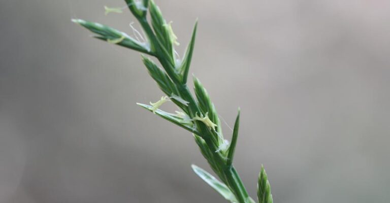 What Is the Fastest Growing Grass in the World? (Revealed)