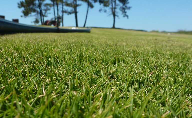 What Is the Fastest Growing Grass in the World? (Revealed)