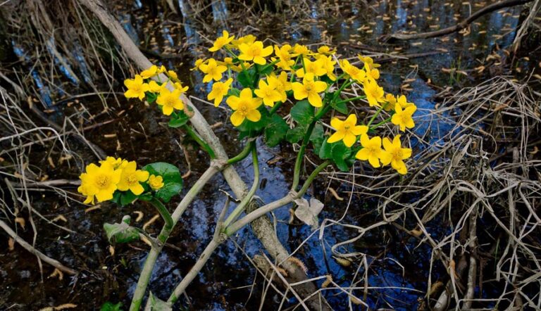 Where Do Buttercups Grow? (Solved)