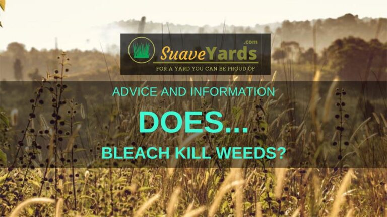 Does Bleach Kill Weeds Revealed