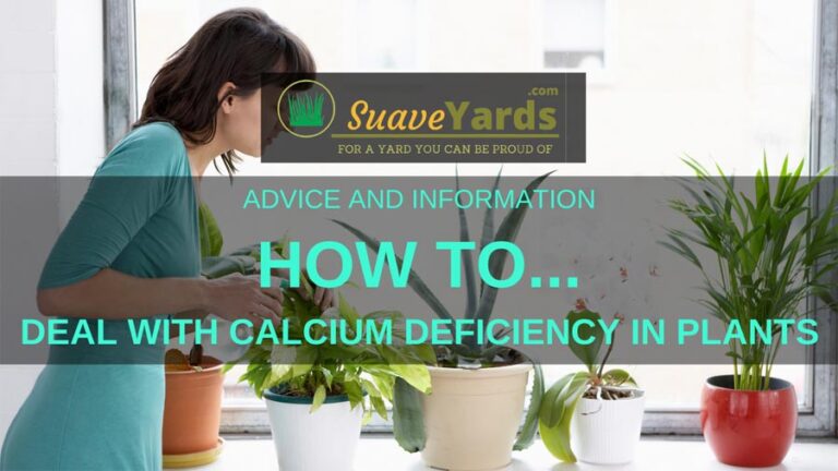 Calcium Deficiency in Plants: What Causes It? How To Solve It?