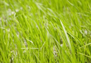 Growing Grass in Sandy Soil: A Complete Guide