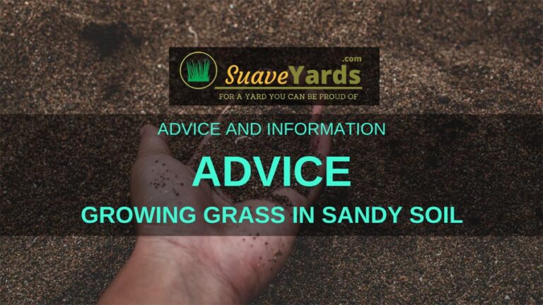 Growing Grass in Sandy Soil: A Complete Guide