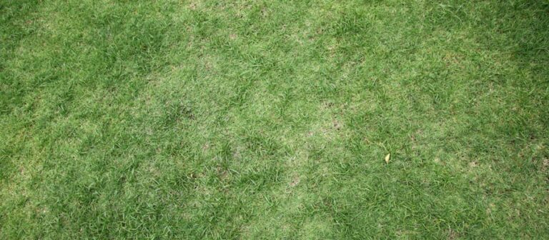 How to Grow Grass in Clay Soil: 4 Steps to a Healthy Lawn