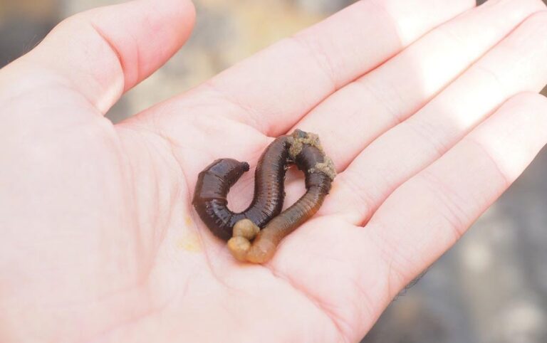 Keep Your Soil Healthy: How to Attract Earthworms