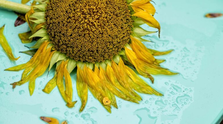How Much Water Does a Sunflower Need a Day? (Explained)