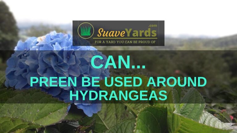 Can Preen Be Used Around Hydrangeas? (Solved)