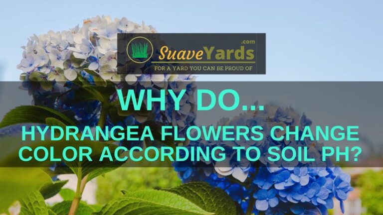 Why Do Hydrangea Flowers Change Color According To Soil Ph? (Solved)