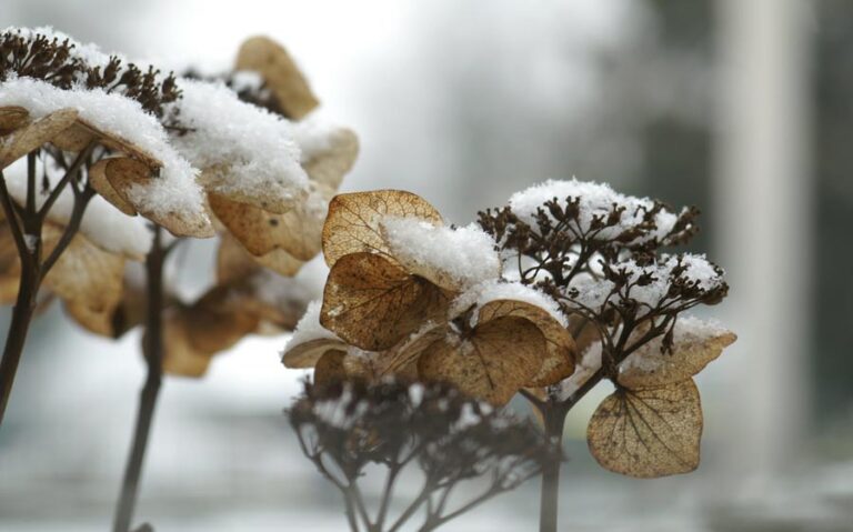 When Do Hydrangeas Come Out Of Dormancy? (Explained)